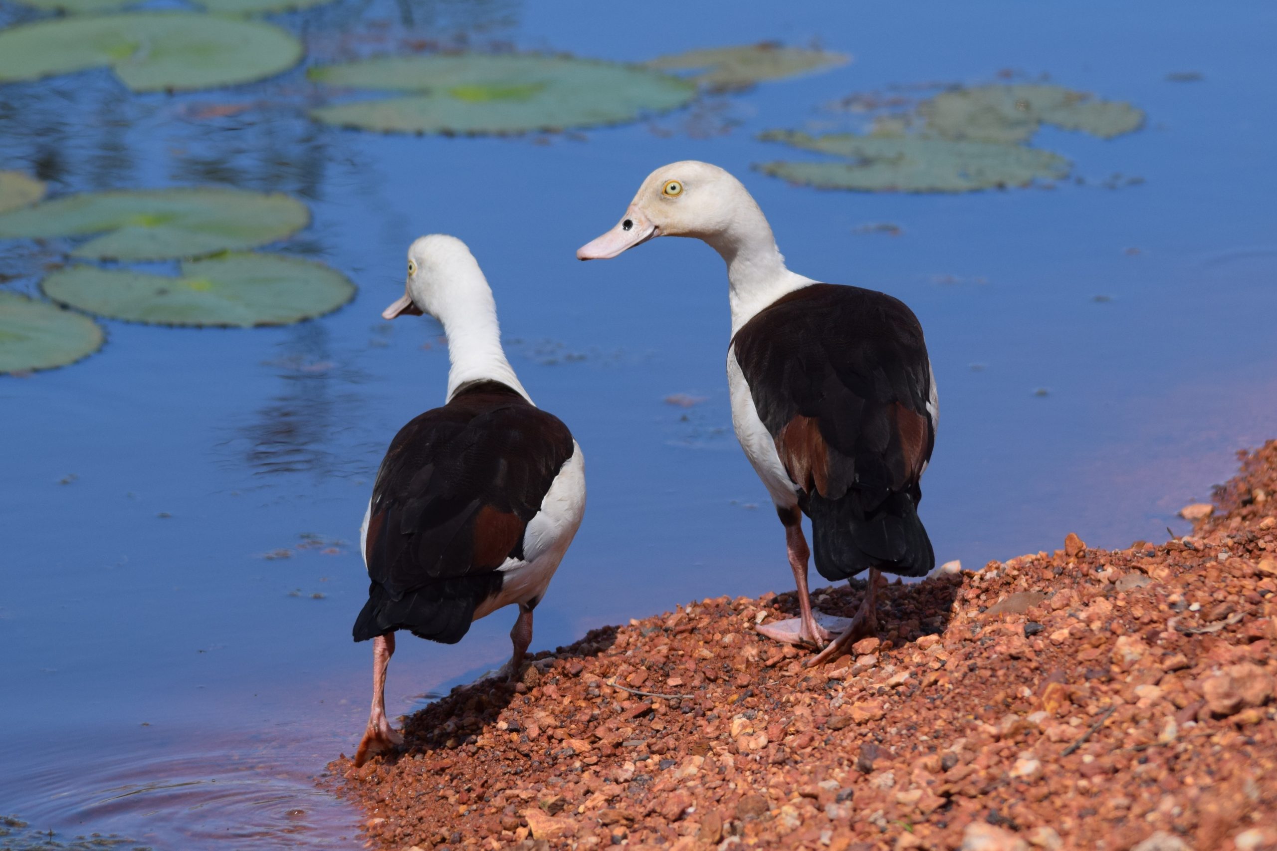 Fogg Dam Conservation Reserve - Friends of Fogg Dam